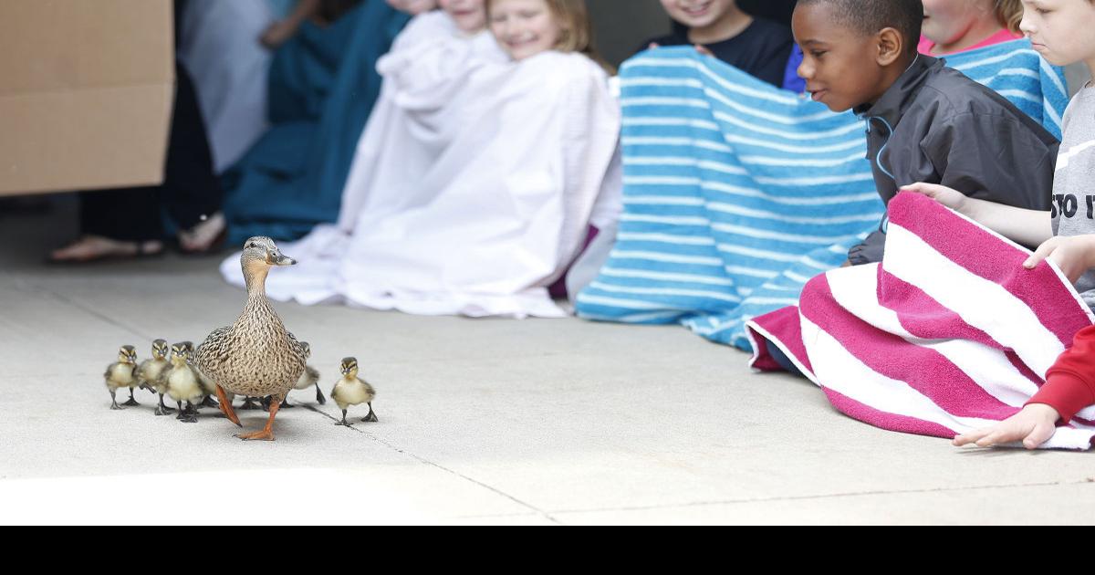 Dozen ducklings quack up students, but walk goes swimmingly