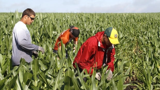 Detasseling vital for crop development, summer employment
