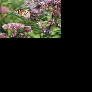 E is for eupatorium: Joe-pye weed spells dependable beauty for ...
