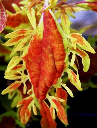Seafood platter: Break-out coleus series offers unusual foliage