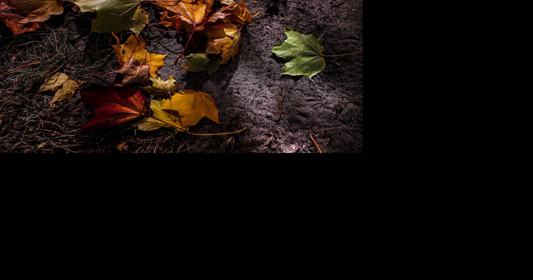 Photos: Fall colors in Waterloo on Wednesday, Oct. 19