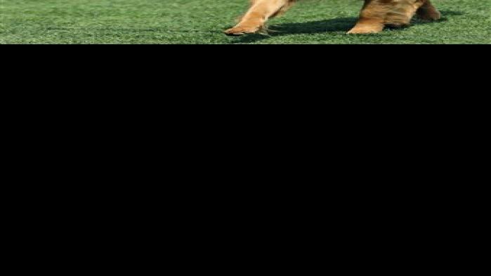 ‘Diamond Dog’ from Ohio retrieves baseball bats | Baseball | wcfcourier.com