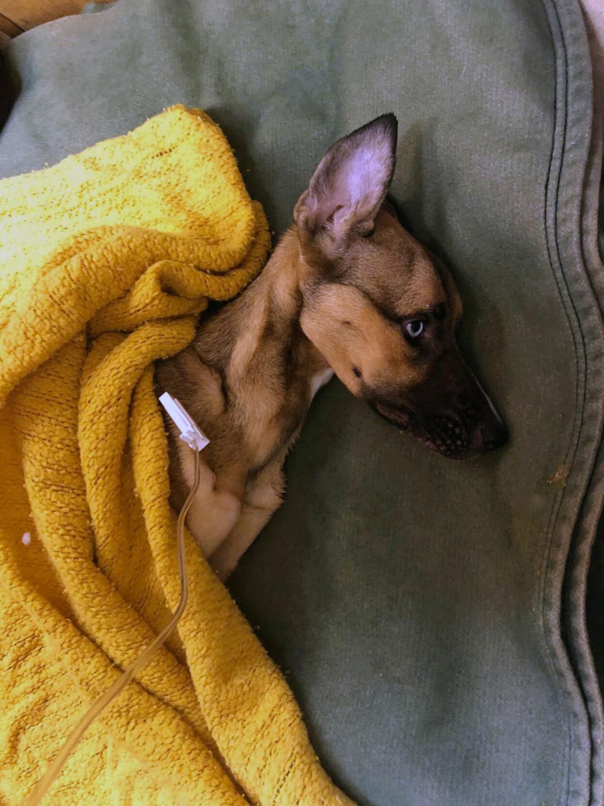 Necropsy ordered in death of severely emaciated dog