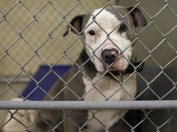 New Waterloo dog ordinance ready for review