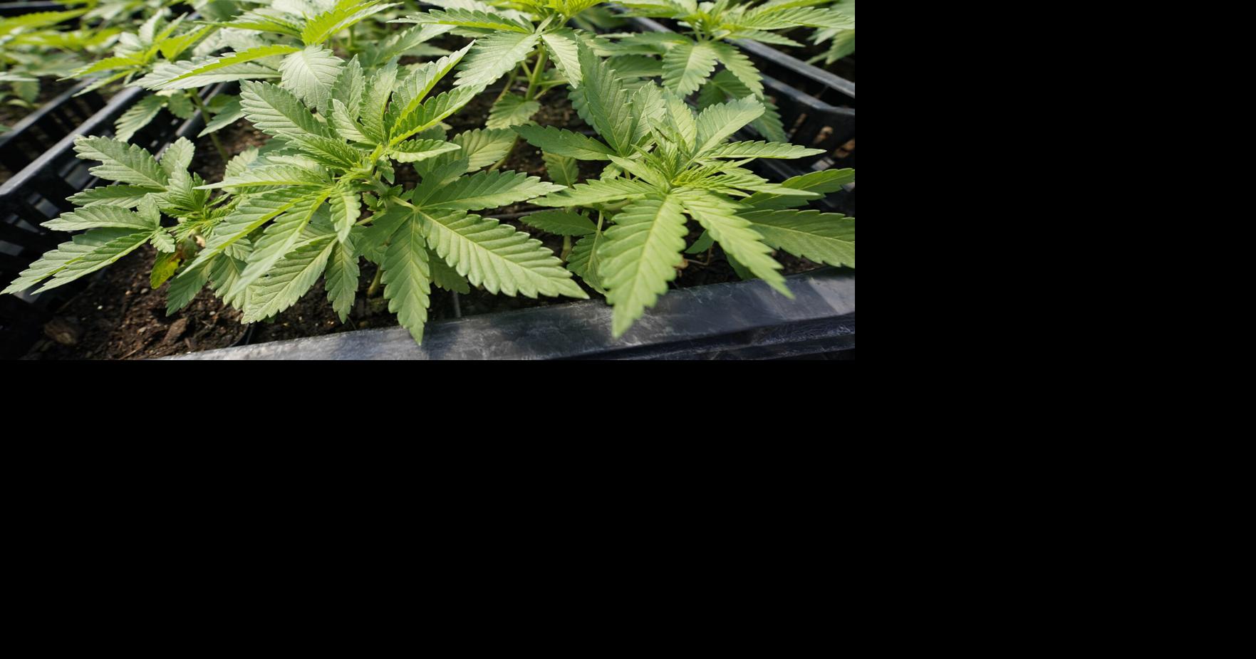 Iowa medical marijuana program grows in 2022