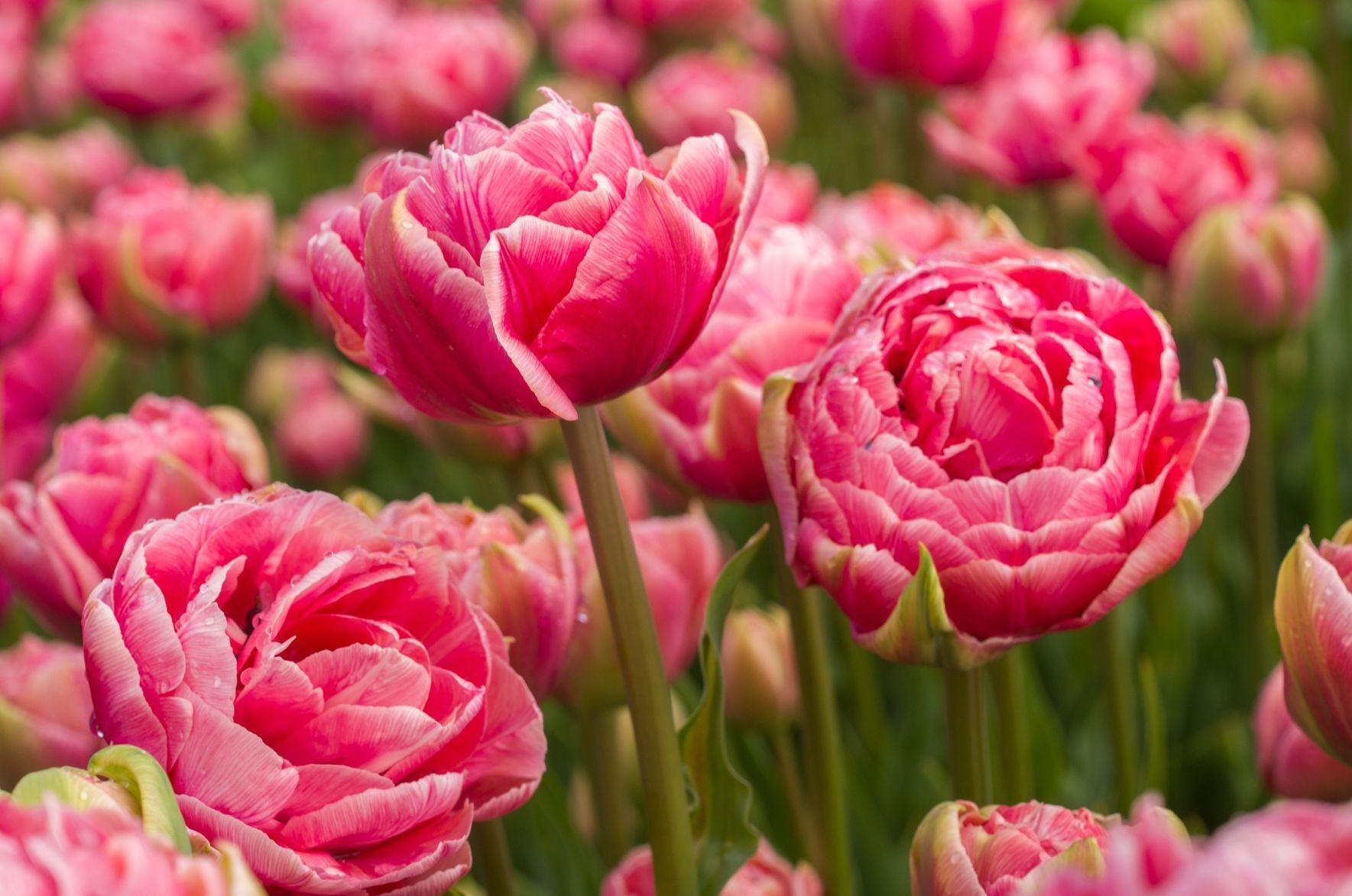 Bulb-ing over: Finally, why tulip displays fade away