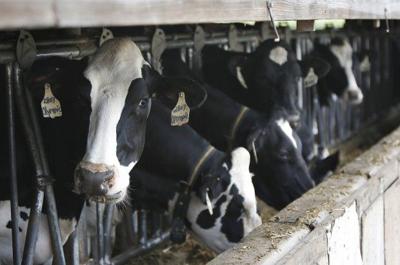 Hansen's Farm Fresh Dairy is a family affair