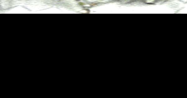 Janice Lucas Regan (1922-2019)