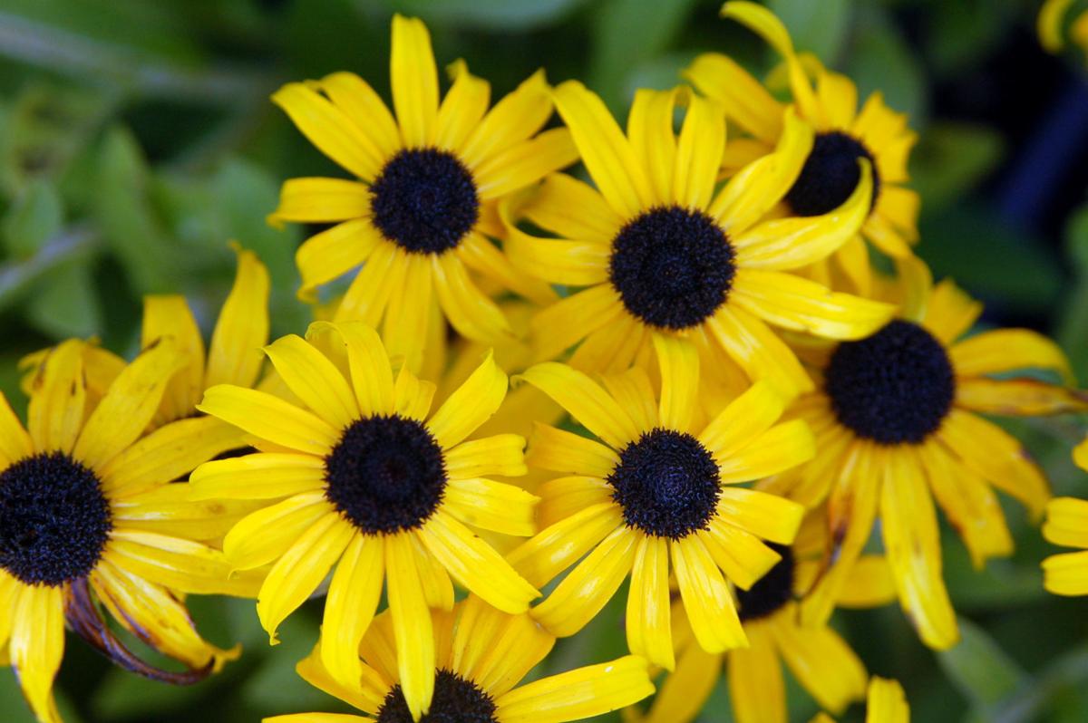 New rudbeckia, echinacea varieties win All America Selection awards ...