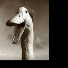 Aflac duck's new voice is Minnesota sales manager