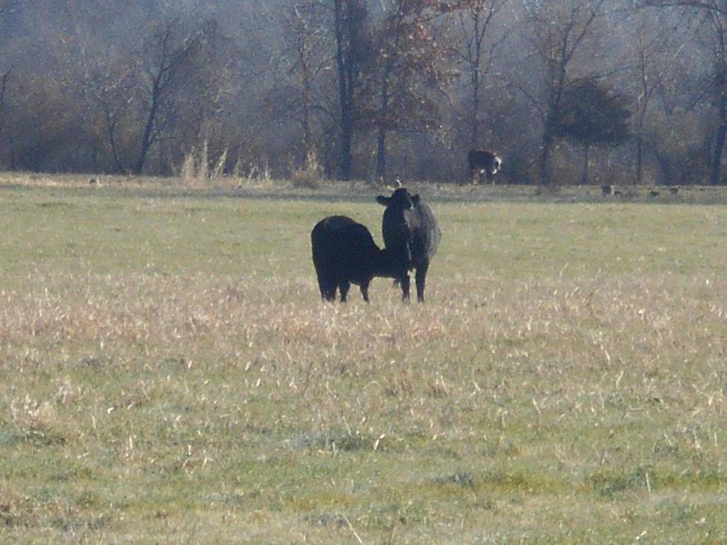 Where's the beef? Fayette County searching for owner of loose cattle