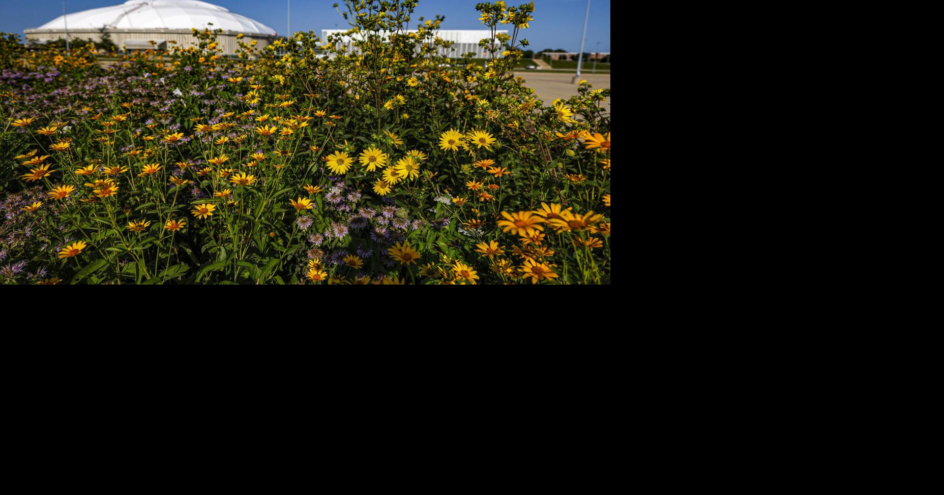 Tallgrass Prairie Center restoring Iowa's native landscape