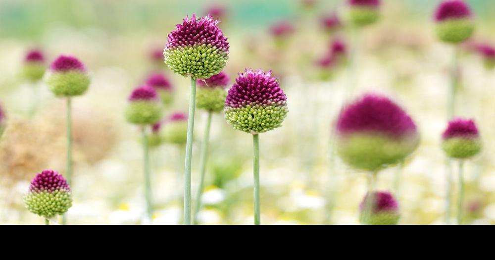 Celebrate the diversity of alliums