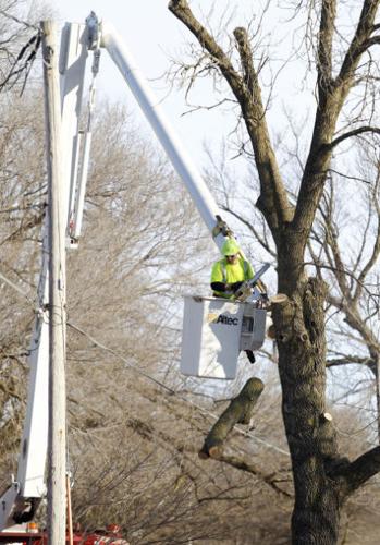 Waterloo forestry crews start ash tree removal