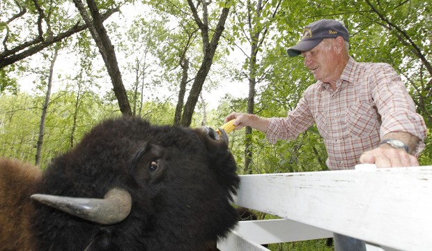 Bison bounty: Farmers note increased demand for buffalo meat