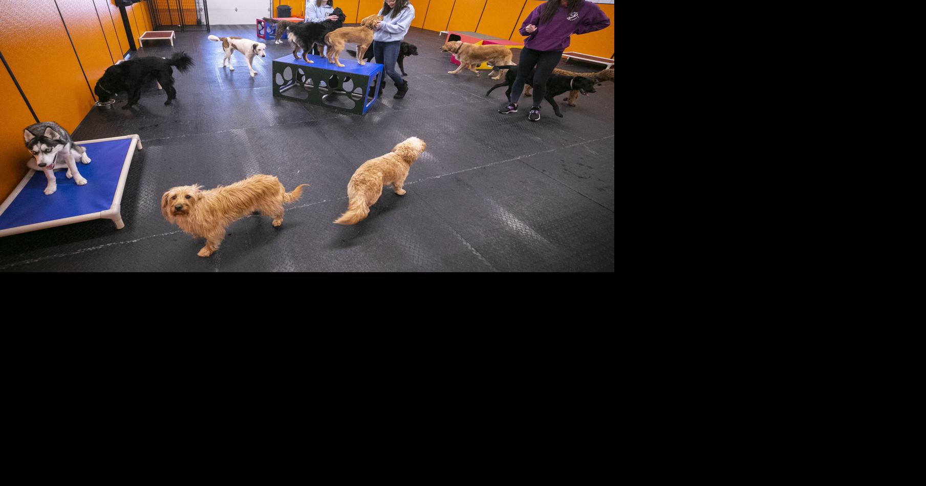 Cage-free doggie day care at Waterloo's Camp Run-A-Mutt first in Midwest