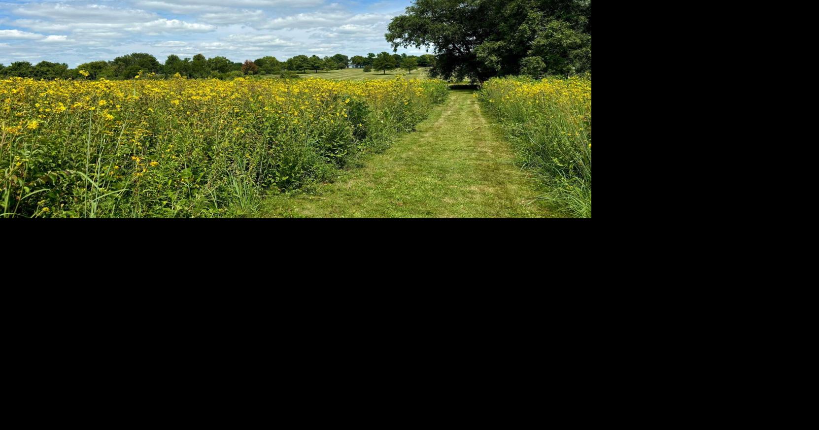 Cedar Falls launches 'Adopt a Spot' program for green spaces