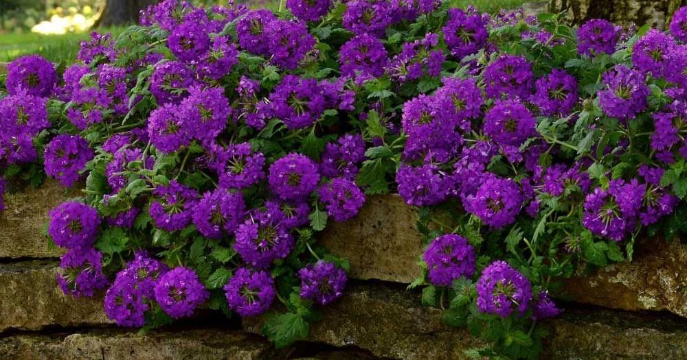 Gussy up containers, window boxes with sweet, charming verbena