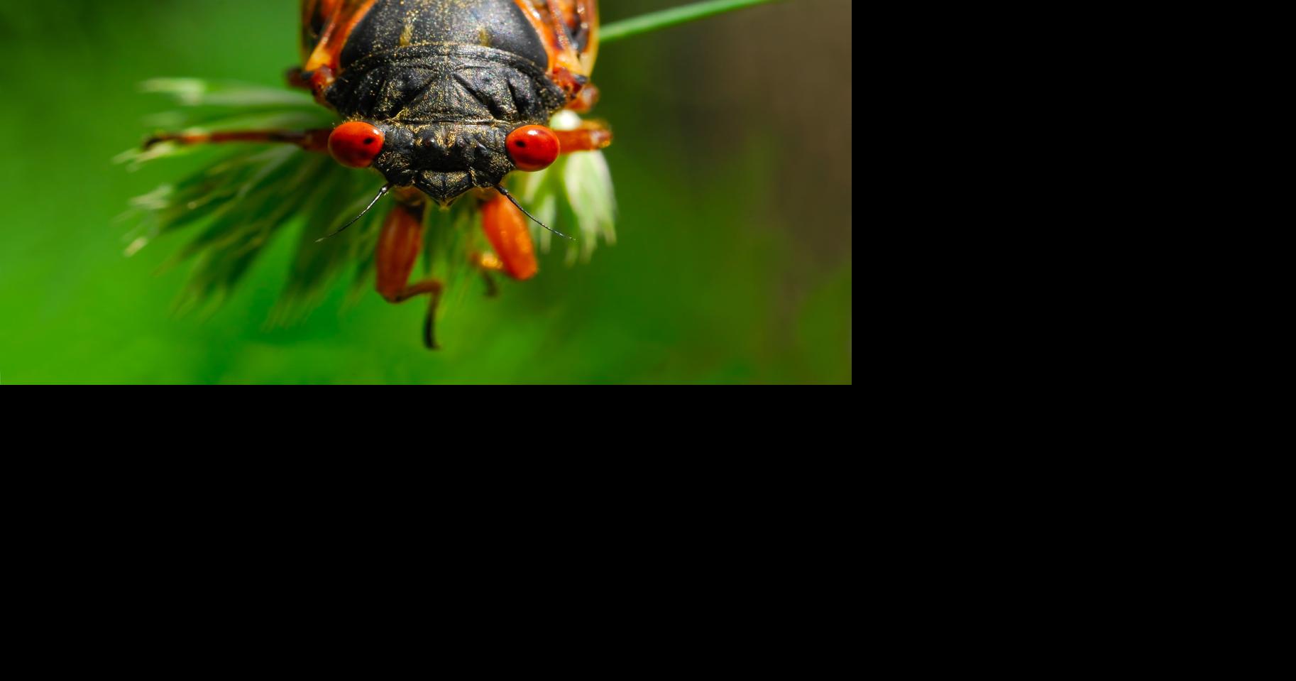 Don't bug out about Brood X periodical cicadas; they won't be in Iowa