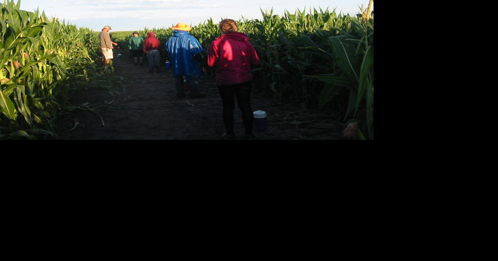 Week of hot, humid conditions spurs corn growth