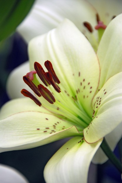 Hello, gorgeous! Lily breeders introduce new beauty, vigor | Plants ...