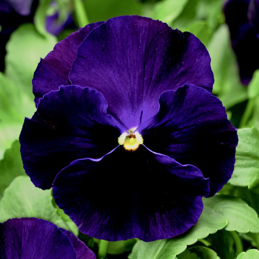 Plant pansies, a friendly-faced spring favorite | | wcfcourier.com