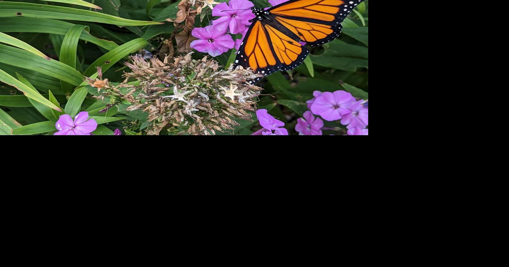 Cedar Valley efforts underway to help monarch butterflies