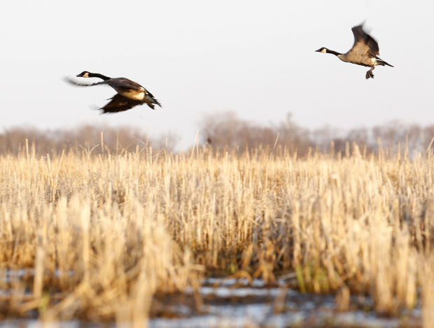 Water fowl: Sweet Marsh a sweet spot for bird watching