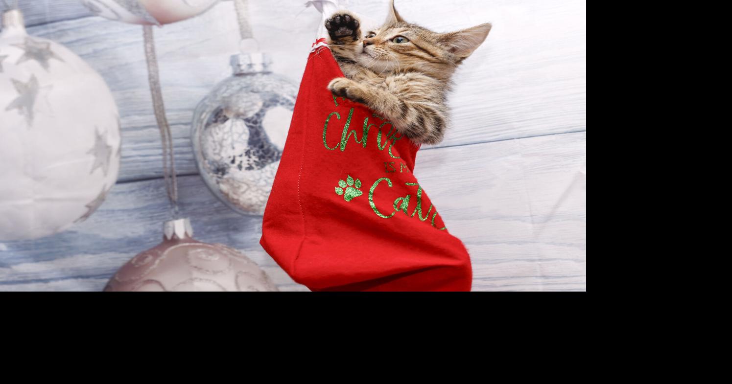 Merry Cats-mas! Meet cats ready to go home for the holidays
