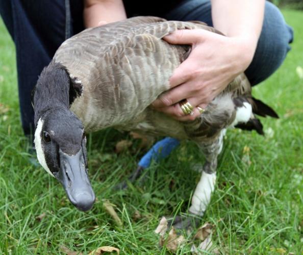 Canada goose recovering after tangled in fishing line