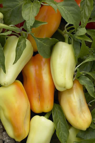 Hot stuff: Daydreams about peppers chase away winter shivers ...