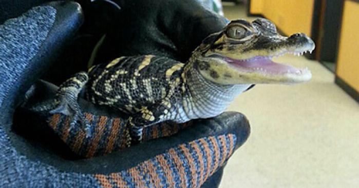 Waterloo Animal Control saves alligator