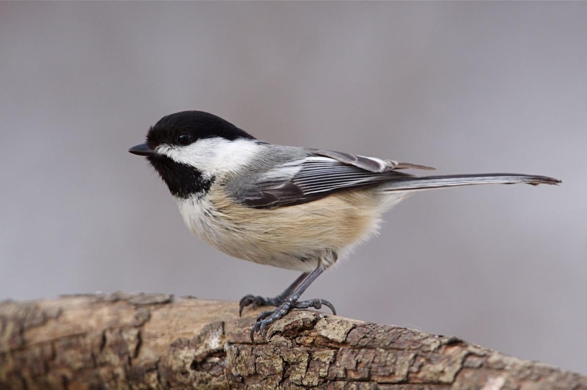 Call of the wild: Identifying singers in the songbird chorus | Home ...