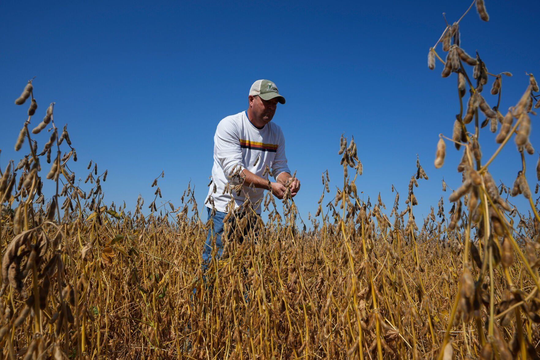 Farmer sentenced for false statements in $1 million loan