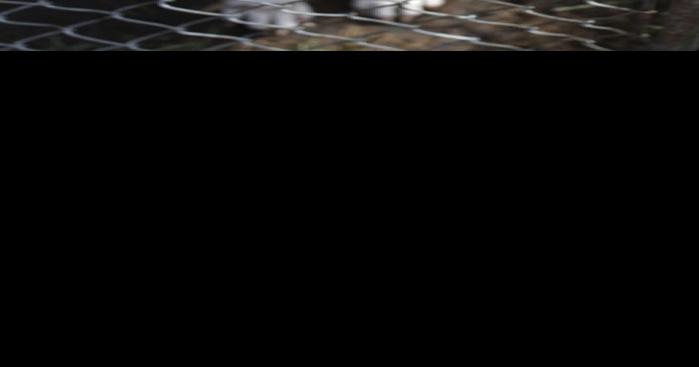 New Waterloo animal control ordinance winning support