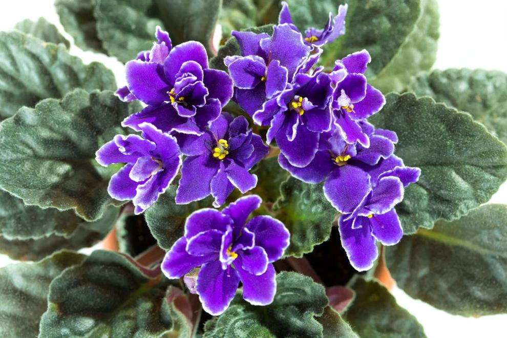 African violets on display at annual show and sale