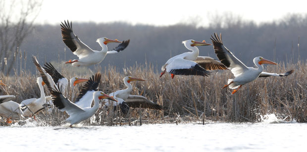 Water fowl: Sweet Marsh a sweet spot for bird watching