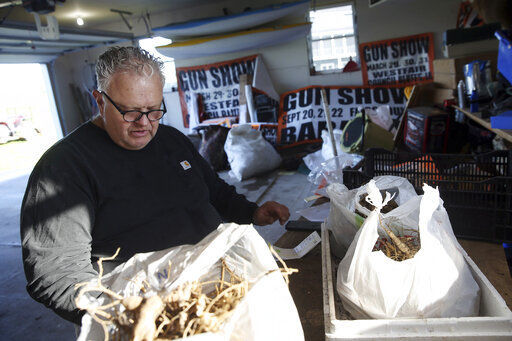 Ginseng hunters say secrecy part of their hobby
