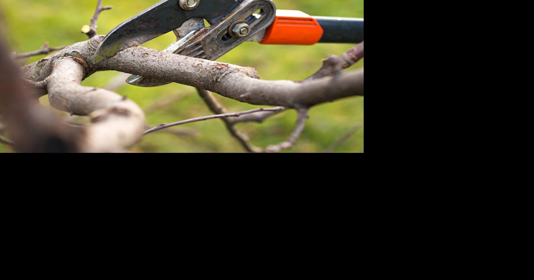 Learn to plant, prune fruit trees at Bremer County Extension program
