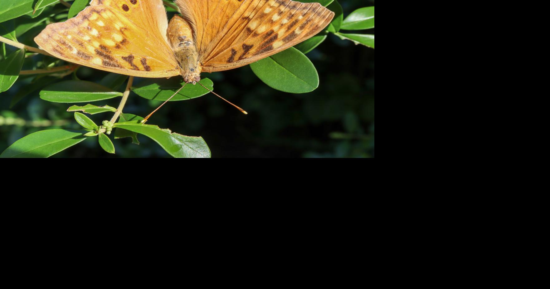 Dry conditions bring butterflies in for landing in Evansdale ...