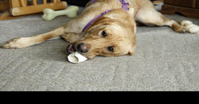 Neglected Waterloo dogs get new homes