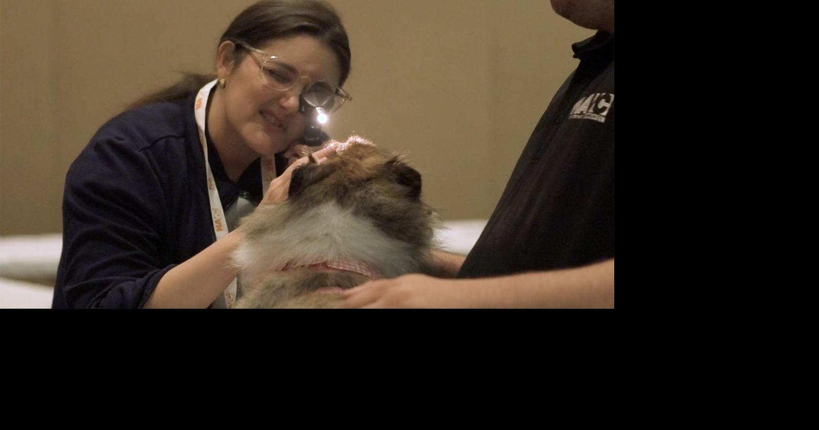 Nip and tuck surgeries for dogs and cats are more than cosmetic. Here’s ...