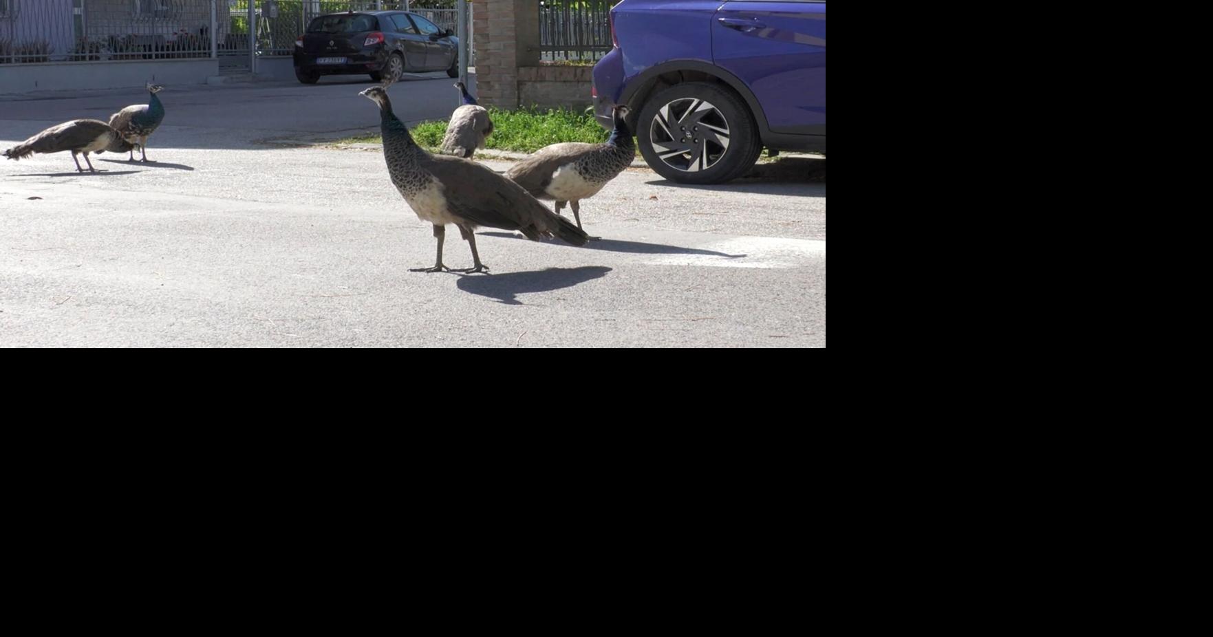 Horde of amorous peacocks ruffles feathers in Italian seaside town ...