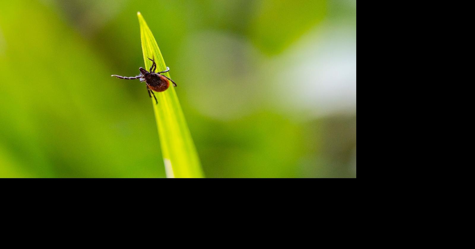 Justin Timberlake has Lyme disease. A doctor explains what it is ...