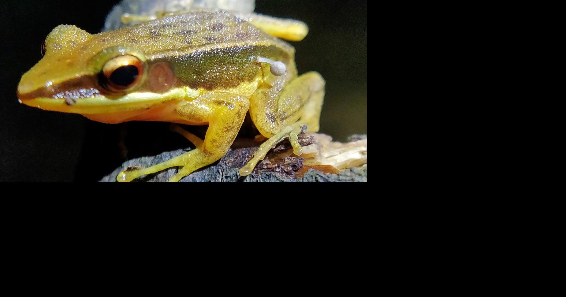 Mystery of common mushroom growing from an amphibian shows how little ...