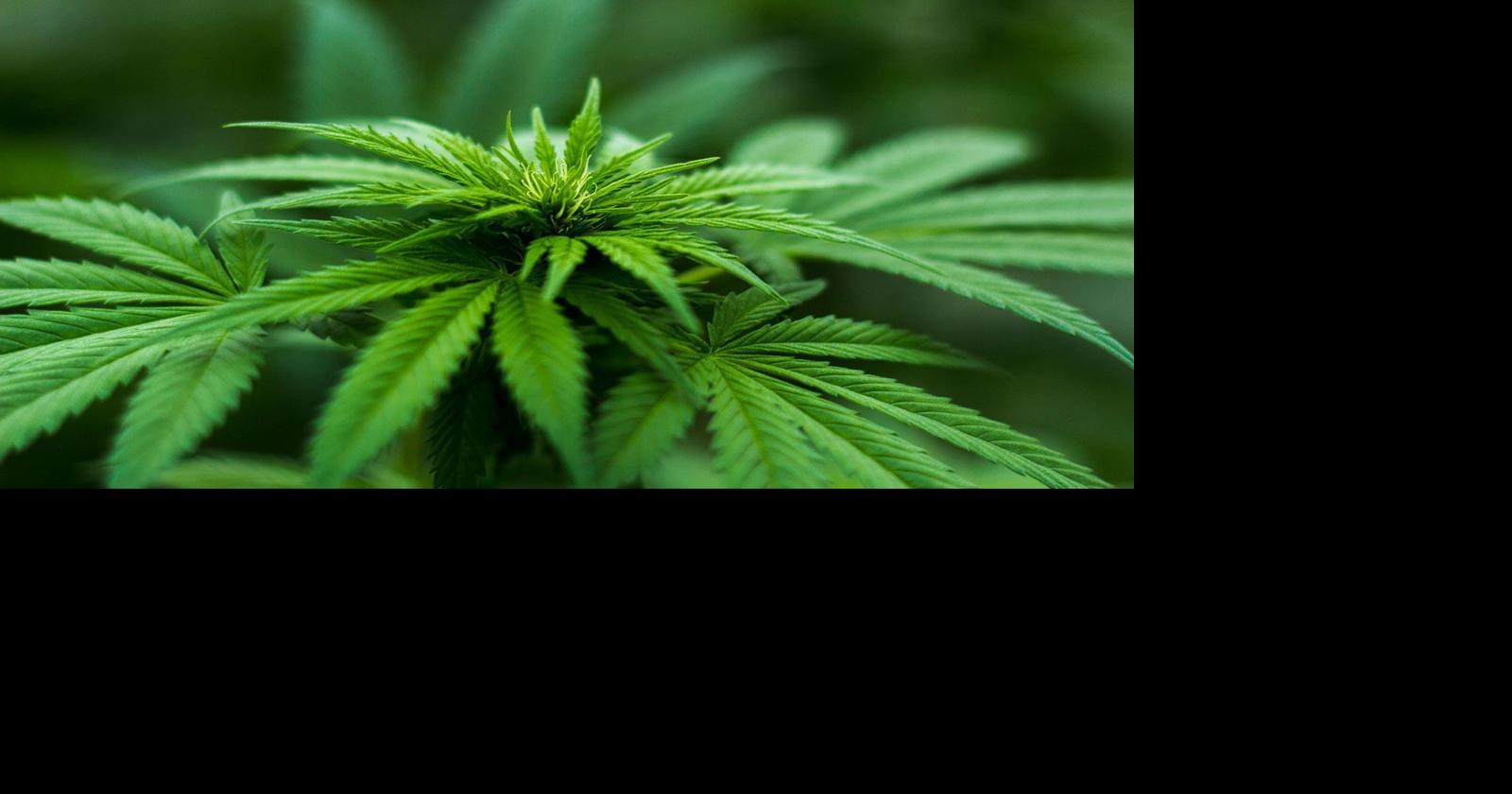 Marijuana users have more heavy metals in their bodies | Health | wcov.com