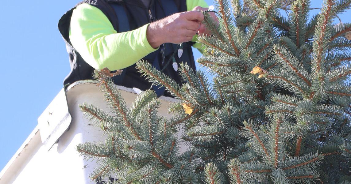 Getting into the holly jolly spirit | Local News | wdtimes.com