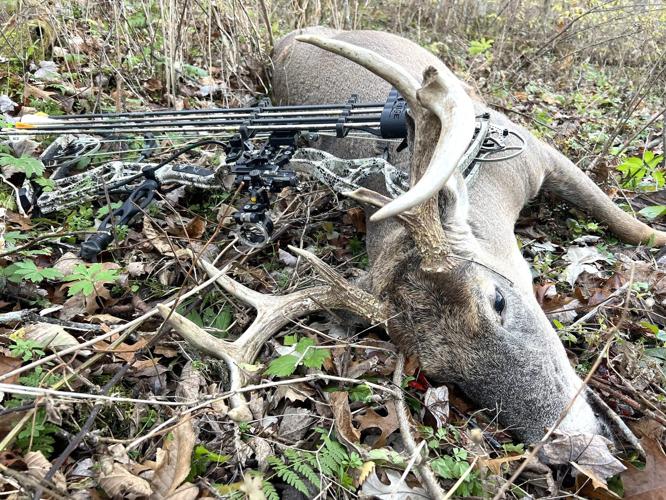 CWD: Sick deer, bones and skeletons common in Wisconsin woods ...