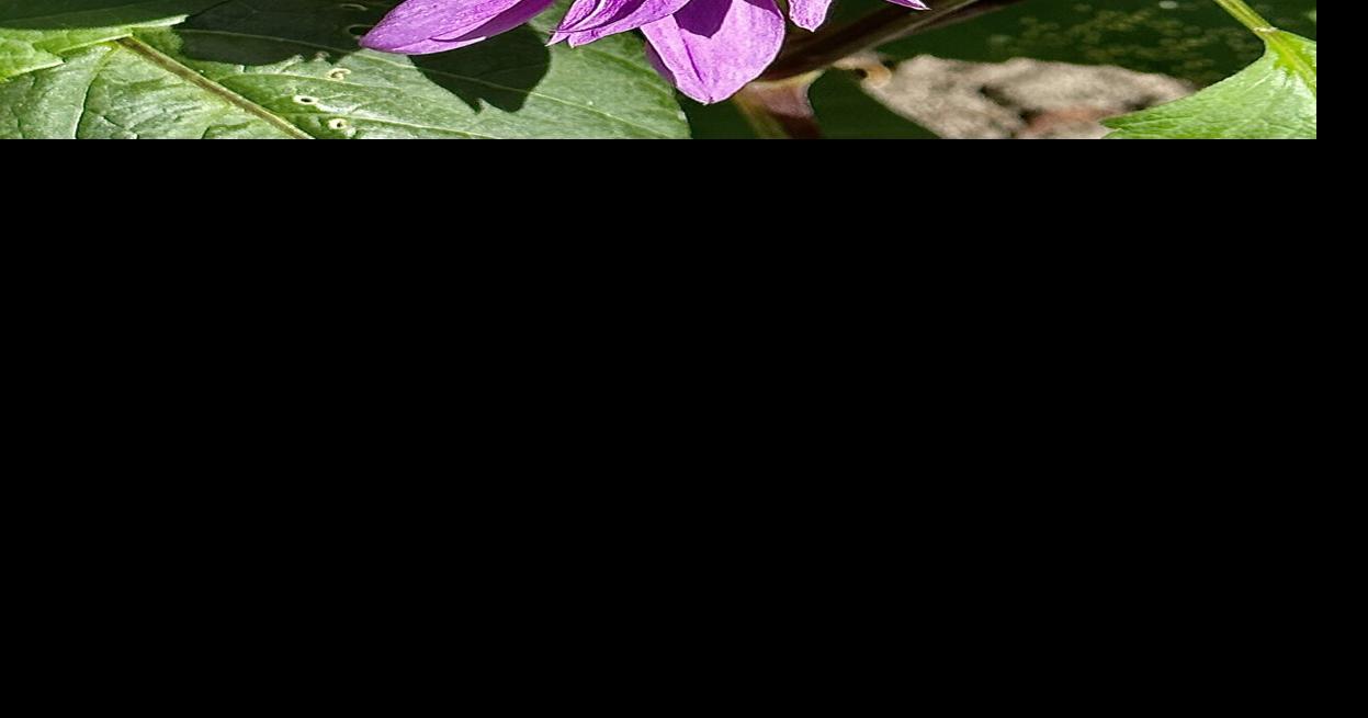 Purple Dahlia | Lifestyle | wdtimes.com