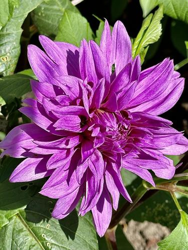 Purple Dahlia | Lifestyle | wdtimes.com